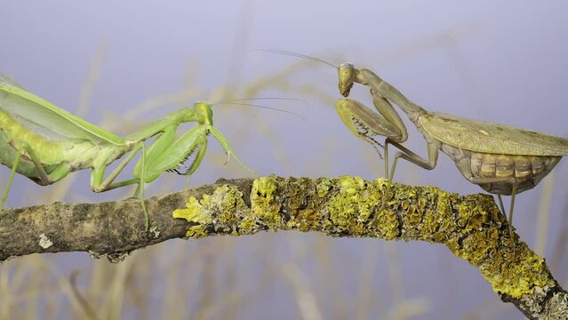 รูปภาพInsect.mantis – เลือกดูภาพถ่ายสต็อก เวกเตอร์ และวิดีโอ48,080 ...