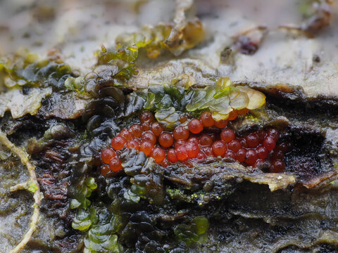 Pustel Images – Browse 72 Stock Photos, Vectors, and Video | Adobe Stock