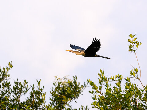 Anhinga Bilder – Durchsuchen 5,516 Archivfotos, Vektorgrafiken und ...