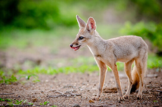 Wildanimal Images – Browse 3,336 Stock Photos, Vectors, and Video ...