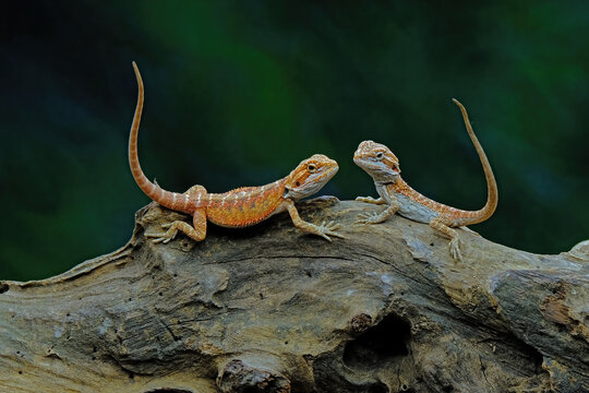 「トカゲのしっぽ」の画像 - 72,065 件の Stock 写真、ベクターおよびビデオ | Adobe Stock