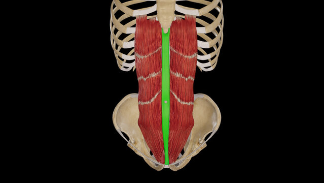 Linea Alba Anatomy