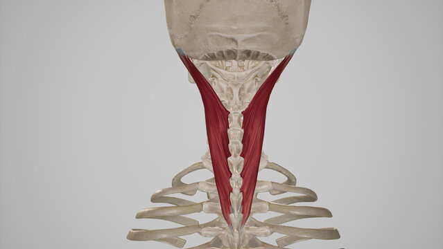 "Splenius Capitis" Images – Browse 167 Stock Photos, Vectors, and Video ...