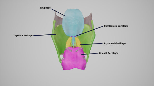 Larynx Model Labeled Arytenoid Cartilage