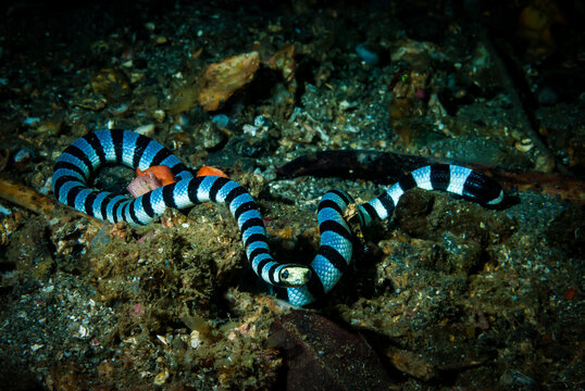"Banded Sea Krait" Images – Browse 383 Stock Photos, Vectors, and Video ...
