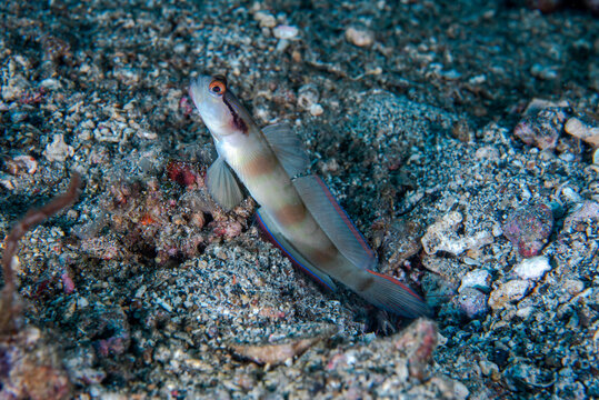 "Shrimp-Goby Immagini - Sfoglia 169 foto, vettoriali e video Stock ...