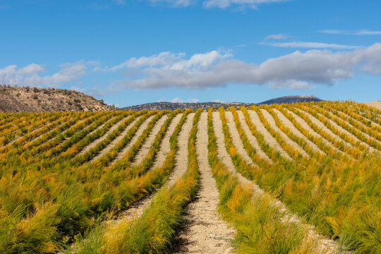 Sparrowgrass Imagens – Procure 219,681 fotos, vetores e vídeos | Adobe ...