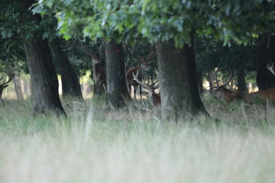"Red Deer Stag" Images – Browse 2,083 Stock Photos, Vectors, and Video ...