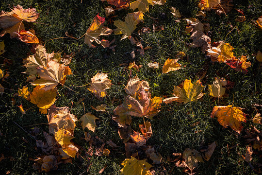 Fonder 이미지 – 찾아보기 4,083 스톡 사진, 벡터 및 비디오 | Adobe Stock