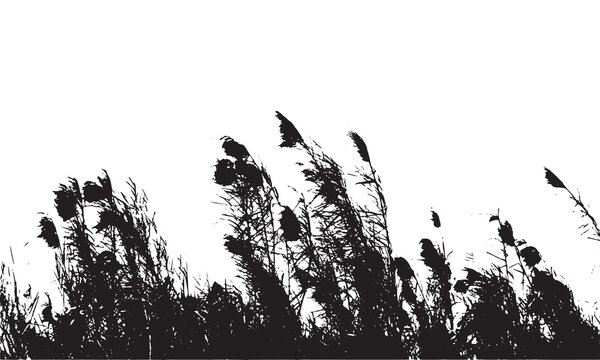 Kashful Images – Browse 246 Stock Photos, Vectors, and Video | Adobe Stock