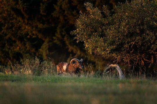 รูปภาพCaprinae – เลือกดูภาพถ่ายสต็อก เวกเตอร์ และวิดีโอ7,198 | Adobe Stock