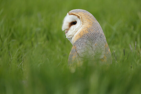 "Beautiful Animal" bilder – Bläddra bland 3,083 stockfoton, vektorer ...