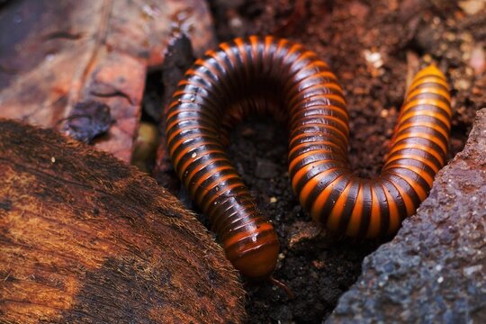 Miriapod Bilder – Durchsuchen 2,701 Archivfotos, Vektorgrafiken und ...