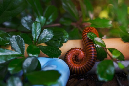 Miriapod Bilder – Durchsuchen 2,701 Archivfotos, Vektorgrafiken und ...