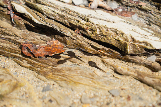 Sapos Bilder – Durchsuchen 146 Archivfotos, Vektorgrafiken und Videos ...