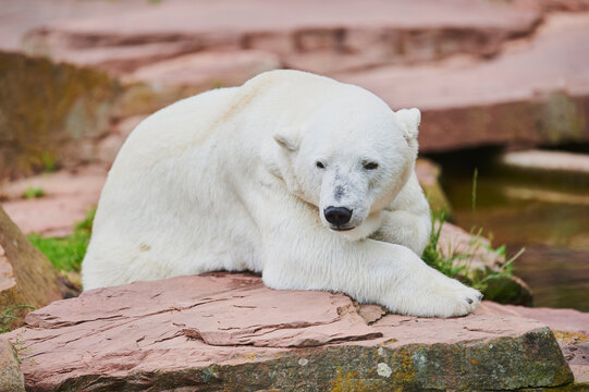 Hypercarnivorous bilder – Bläddra bland 368 stockfoton, vektorer och ...