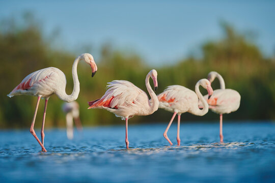 รูปภาพPhoenicopteriformes – เลือกดูภาพถ่ายสต็อก เวกเตอร์ และวิดีโอ3,496 ...