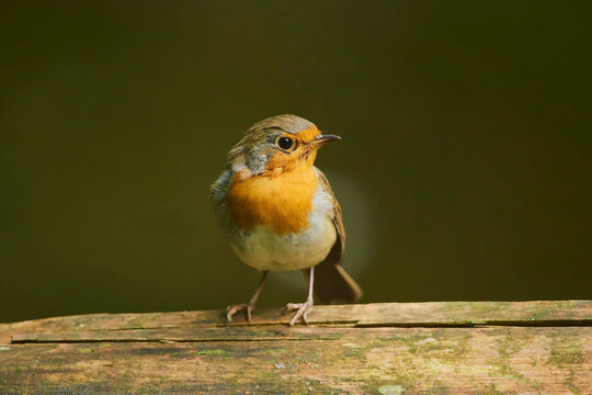「Robin」の画像 - 164,170 件の Stock 写真、ベクターおよびビデオ | Adobe Stock
