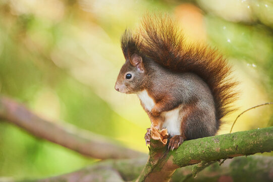 Rodentia Images – Browse 523,574 Stock Photos, Vectors, and Video ...