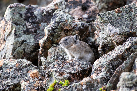 Ochotonidae Images – Browse 52 Stock Photos, Vectors, and Video | Adobe ...