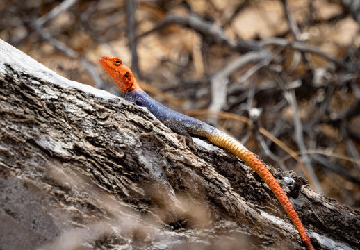 "Rock Agama" Images – Browse 1,357 Stock Photos, Vectors, and Video ...