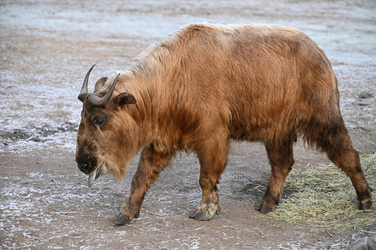 "Sichuan Takin" Images – Browse 275 Stock Photos, Vectors, and Video ...