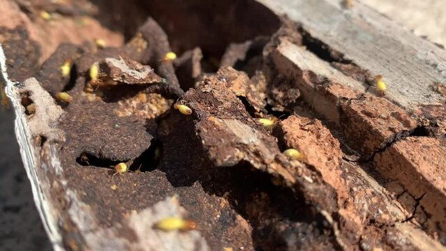 Putrefaction Images – Browse 32,425 Stock Photos, Vectors, and Video ...