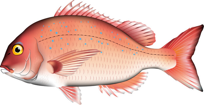 Goldbarsch Bilder – Durchsuchen 18,503 Archivfotos, Vektorgrafiken und ...