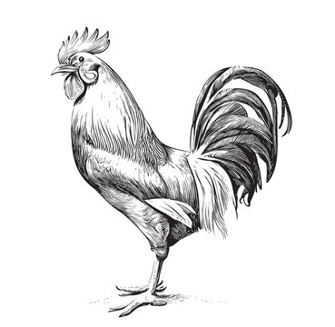 Rooster Drawing Outline