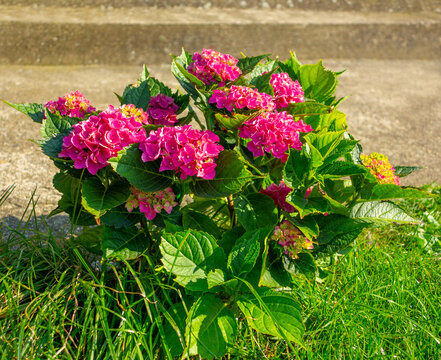 Poppet Bilder – Durchsuchen 6,494 Archivfotos, Vektorgrafiken und ...