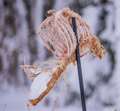 「Carcus」の写真素材 | 24件の無料イラスト画像 | Adobe Stock