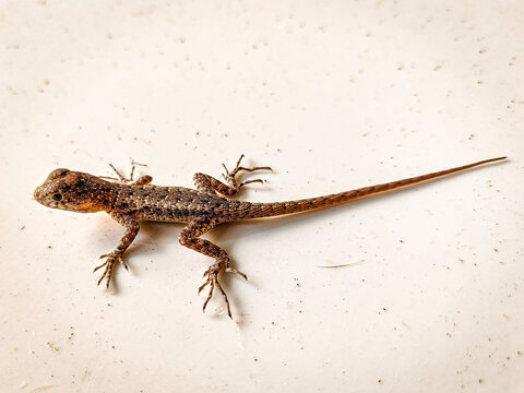 「トカゲのしっぽ」の画像 - 72,065 件の Stock 写真、ベクターおよびビデオ | Adobe Stock