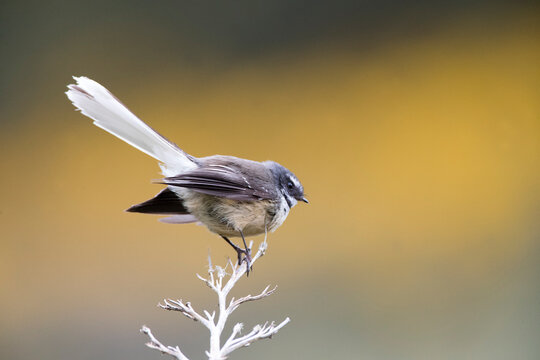 "New Zealand Fantail" Images – Browse 294 Stock Photos, Vectors, and ...