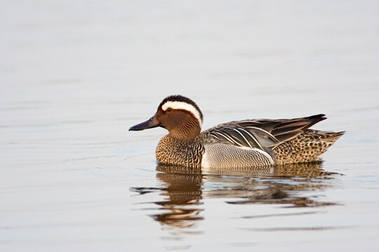 Garganey Images – Browse 1,383 Stock Photos, Vectors, and Video | Adobe ...
