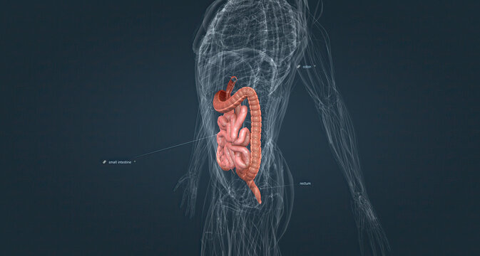 Mastdarm Bilder – Durchsuchen 17,569 Archivfotos, Vektorgrafiken und ...