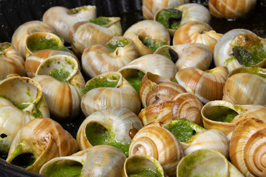 รูปภาพ"Escargots – เลือกดูภาพถ่ายสต็อก เวกเตอร์ และวิดีโอ3,695 | Adobe ...