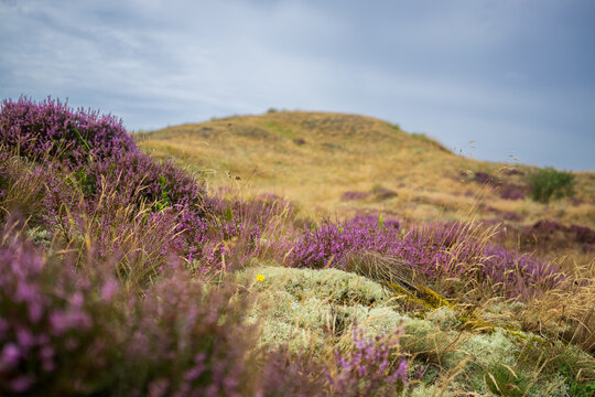 "Heide Immagini - Sfoglia 45,017 foto, vettoriali e video Stock | Adobe ...