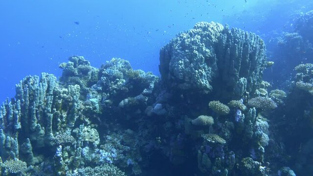 Corar Images – Browse 32 Stock Photos, Vectors, and Video | Adobe Stock