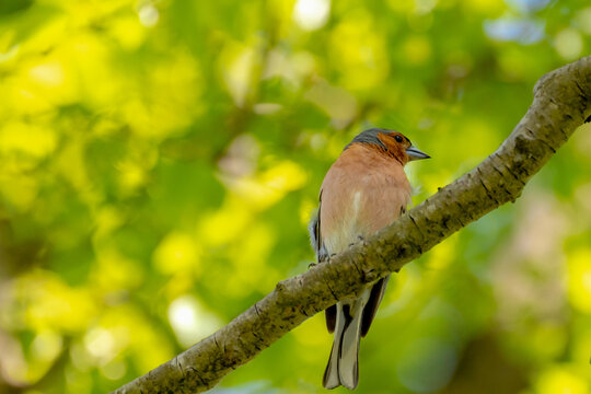 「Vink」の写真素材 | 394件の無料イラスト画像 | Adobe Stock
