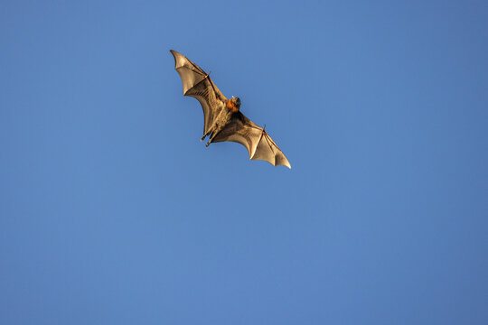 Flying-Fox Bilder – Durchsuchen 956 Archivfotos, Vektorgrafiken und ...
