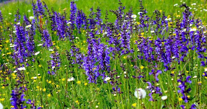 รูปภาพWiesensalbei – เลือกดูภาพถ่ายสต็อก เวกเตอร์ และวิดีโอ435 | Adobe ...