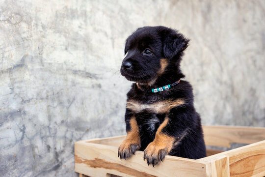 รูปภาพPitiful – เลือกดูภาพถ่ายสต็อก เวกเตอร์ และวิดีโอ25,204 | Adobe Stock