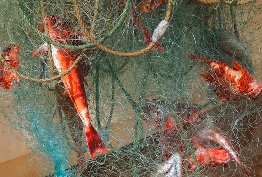 รูปภาพFishernet – เลือกดูภาพถ่ายสต็อก เวกเตอร์ และวิดีโอ80 | Adobe Stock