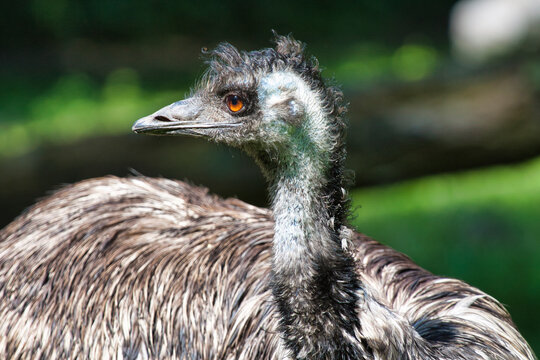 Genick bilder – Bläddra bland 9,419 stockfoton, vektorer och videor ...