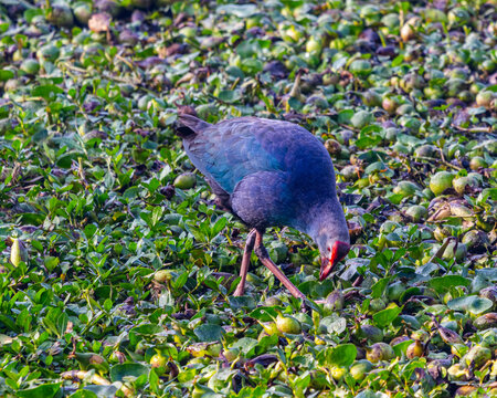 รูปภาพWater-Hen – เลือกดูภาพถ่ายสต็อก เวกเตอร์ และวิดีโอ108 | Adobe Stock