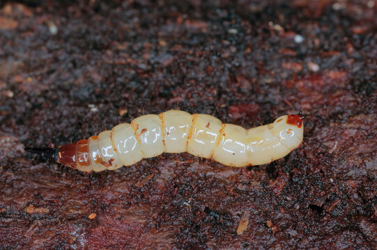 รูปภาพLarva – เลือกดูภาพถ่ายสต็อก เวกเตอร์ และวิดีโอ147,090 | Adobe Stock
