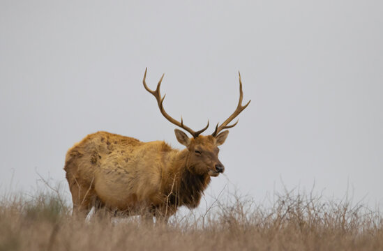 Tuling 이미지 – 찾아보기 47,631 스톡 사진, 벡터 및 비디오 | Adobe Stock