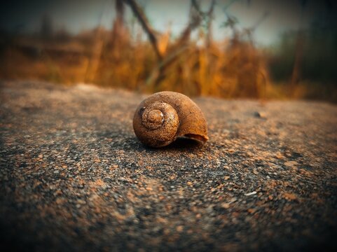 Snigel bilder – Bläddra bland 276,757 stockfoton, vektorer och videor ...