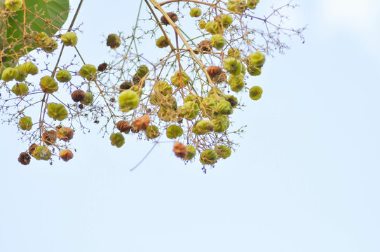 Teak Tree Fruit