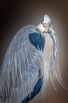 Ralph Lear Fotos, Bilder, Stockmedien | Adobe Stock